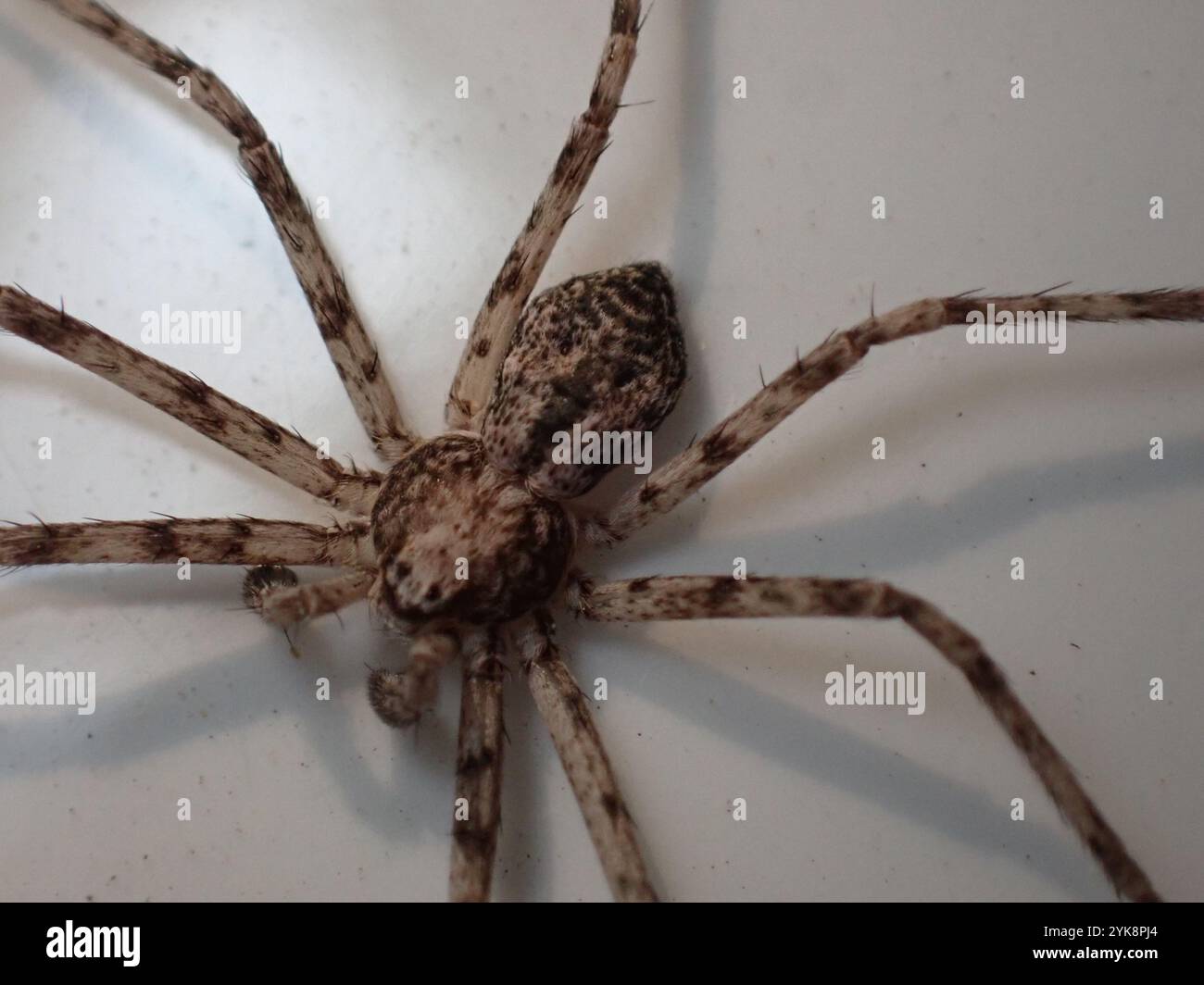 Running Crab Spiders (Philodromus Stock Photo - Alamy