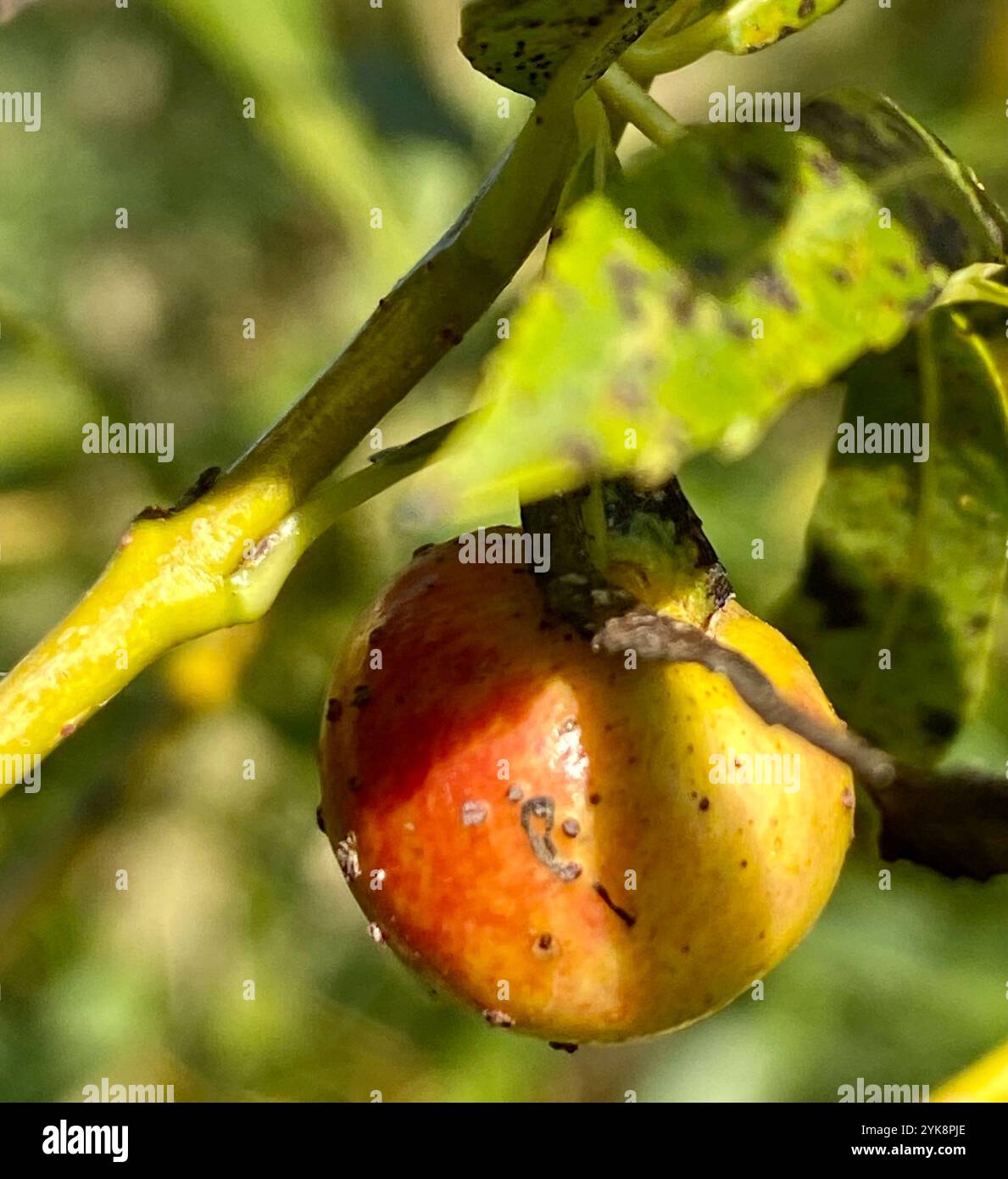 Ants, Bees, Wasps, and Sawflies (Hymenoptera Stock Photo - Alamy