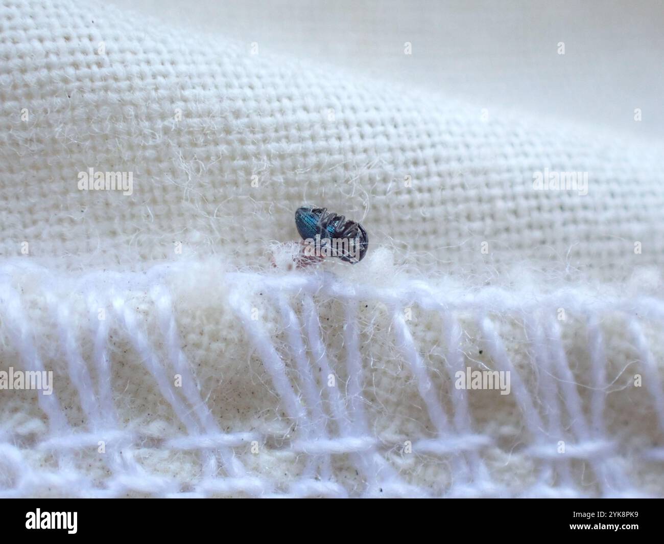 Ceutorhynchus erysimi hi-res stock photography and images - Alamy