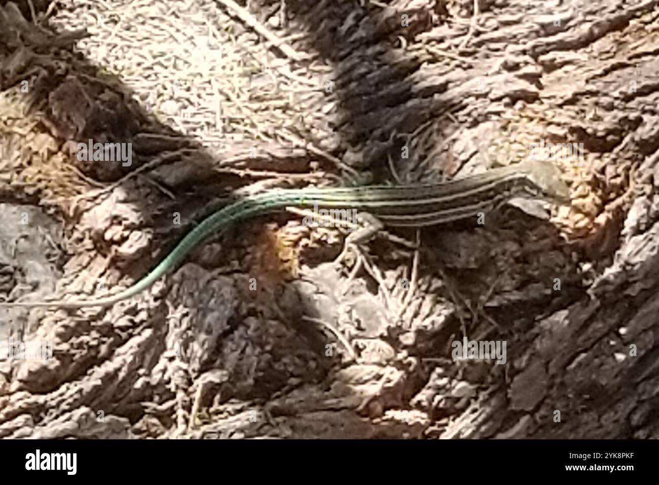 Podarcis cretensis hi-res stock photography and images - Alamy