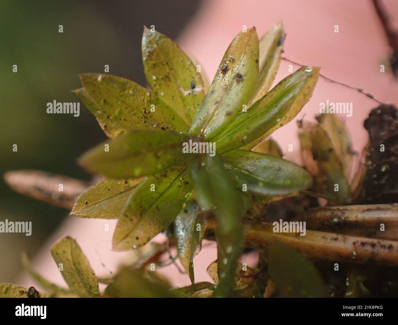Roellia hi-res stock photography and images - Alamy