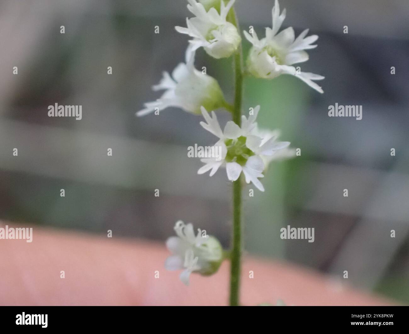 Three-toothed Mitrewort (Ozomelis trifida Stock Photo - Alamy