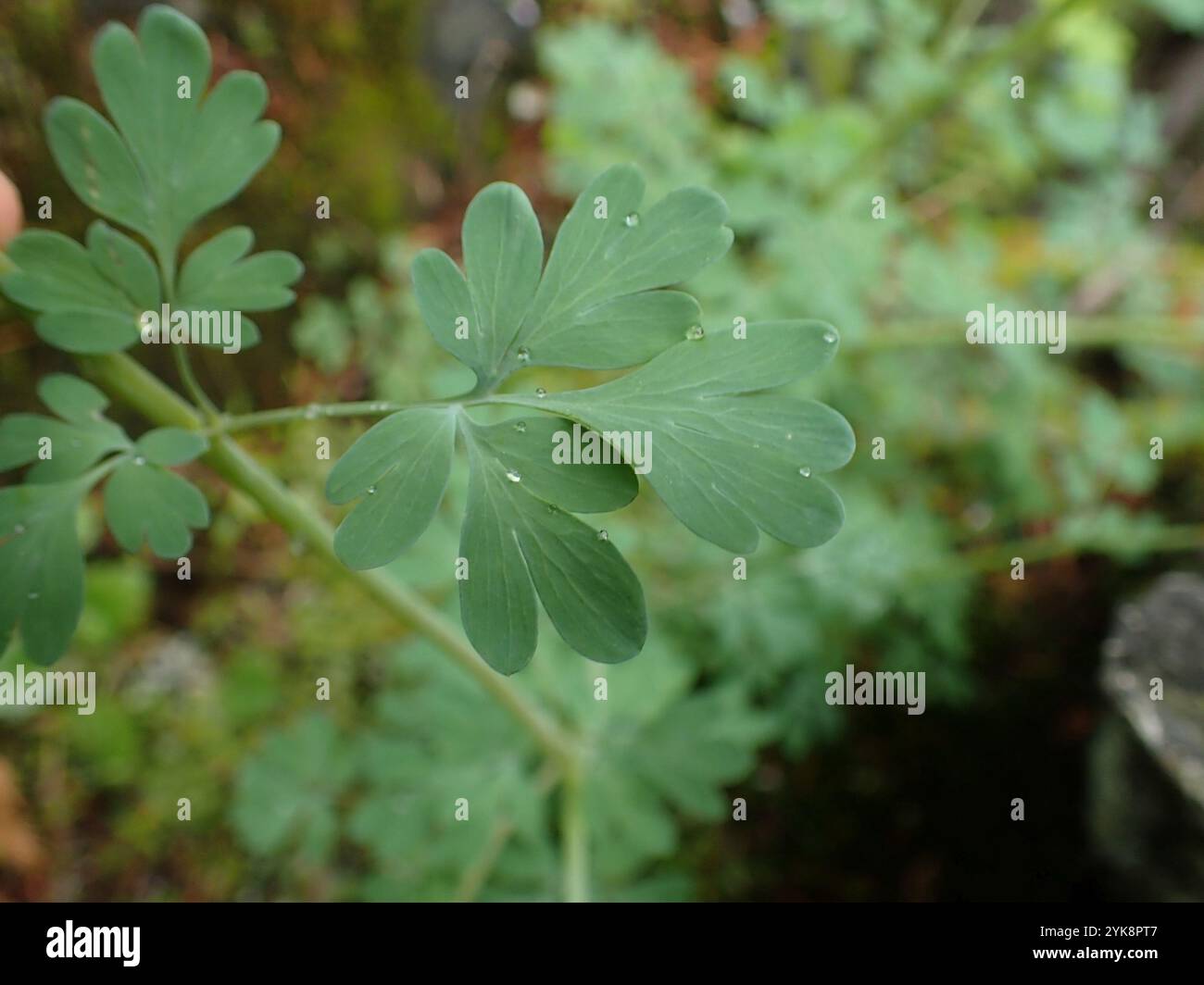 Capnoides sempervirens hi-res stock photography and images - Alamy