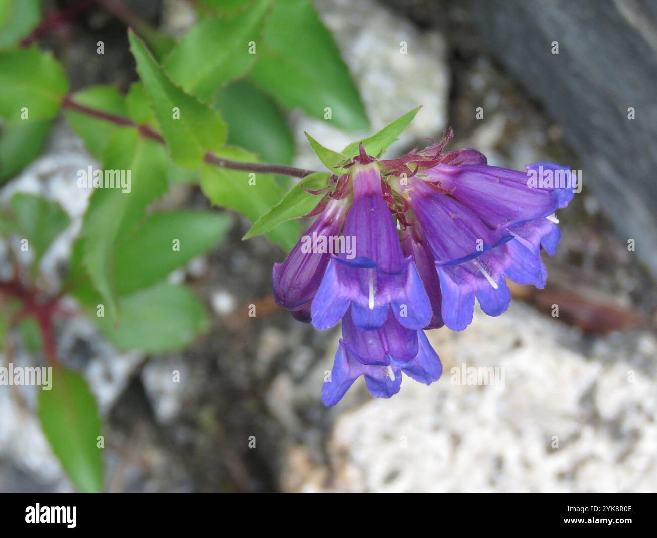 Penstemon serrulatus hi-res stock photography and images - Alamy