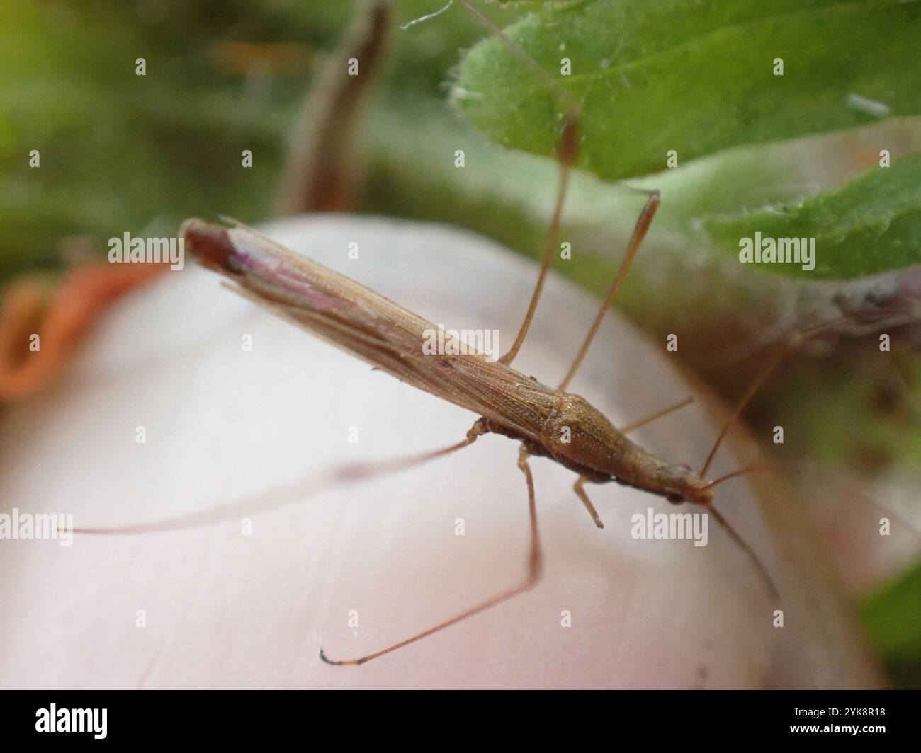 Stilt Bugs (Berytidae Stock Photo - Alamy
