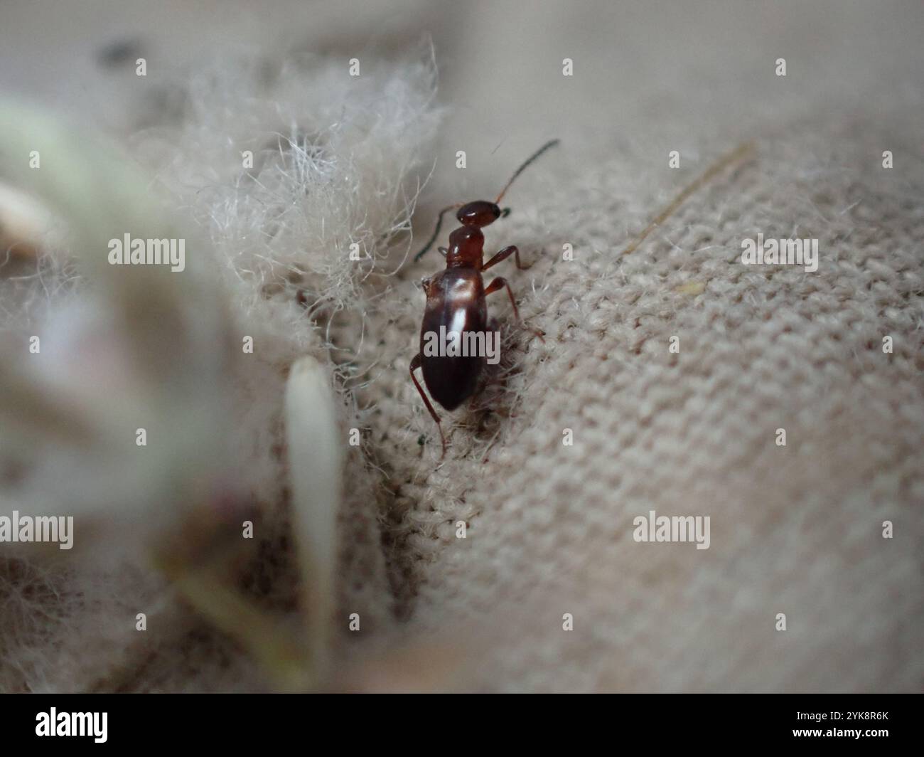 Ant-like Flower Beetles (Anthicidae Stock Photo - Alamy