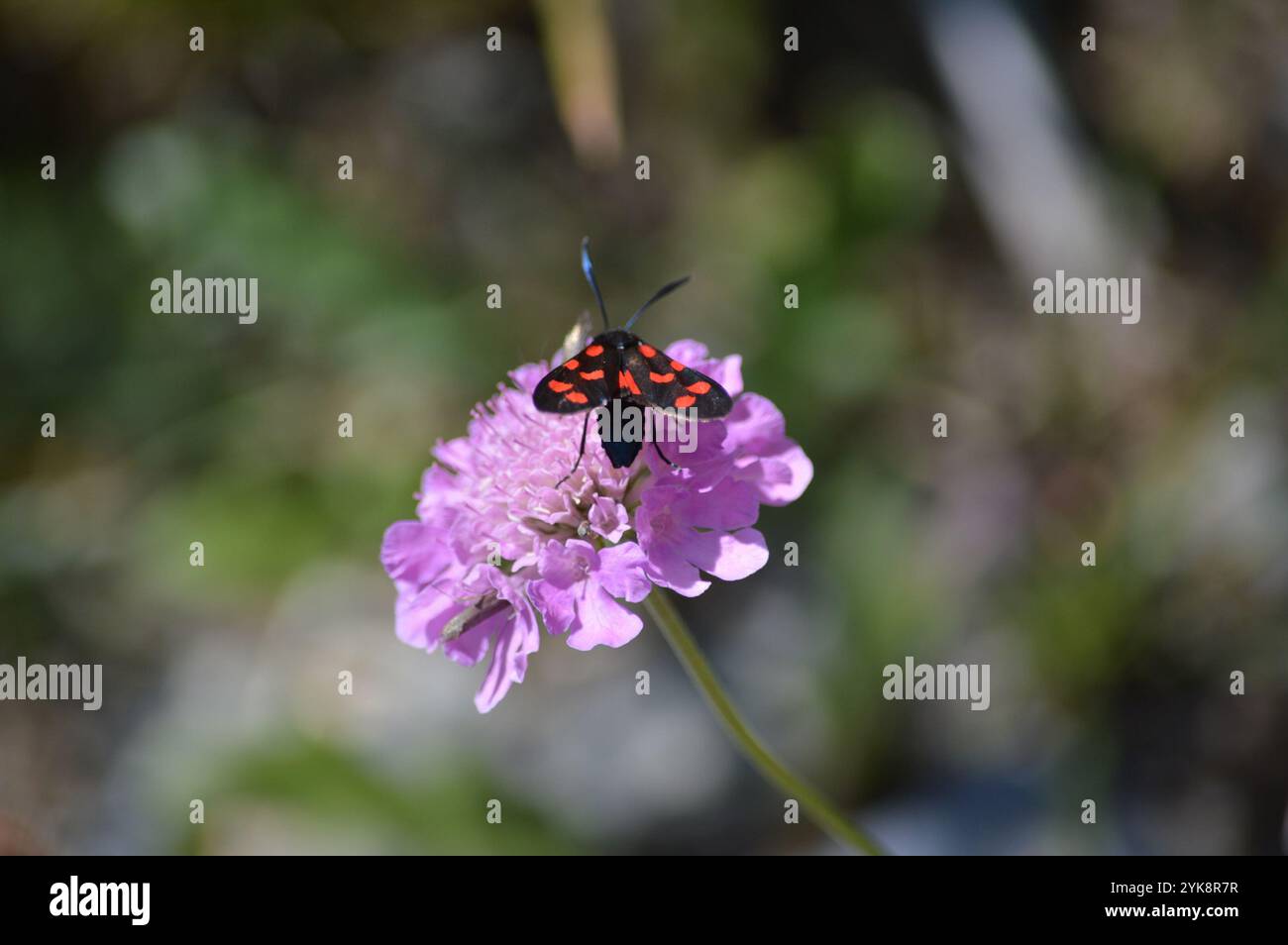 Transalpine burnet moth (Zygaena transalpina Stock Photo - Alamy
