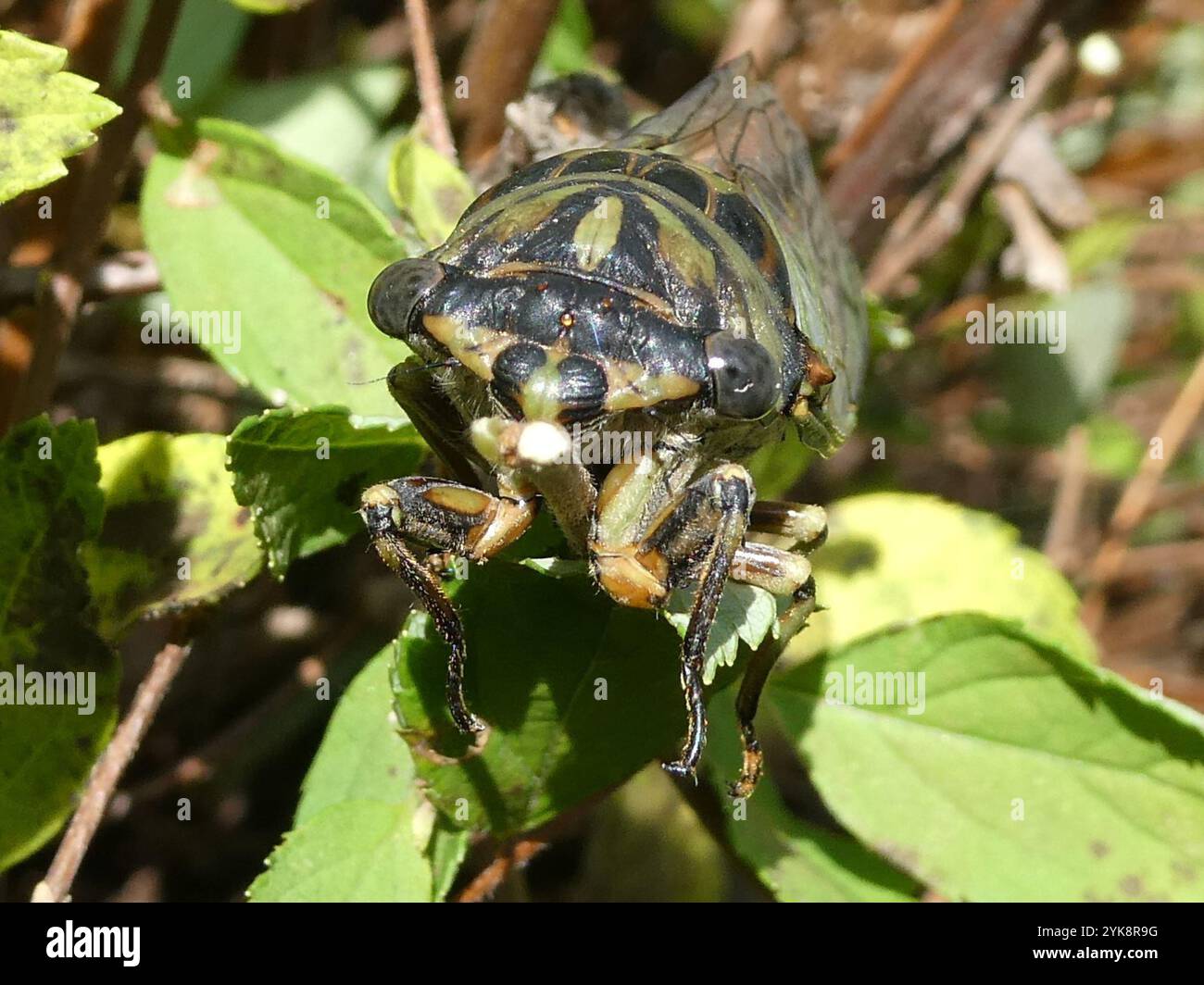 Northern Dog-day Cicada (Neotibicen canicularis Stock Photo - Alamy