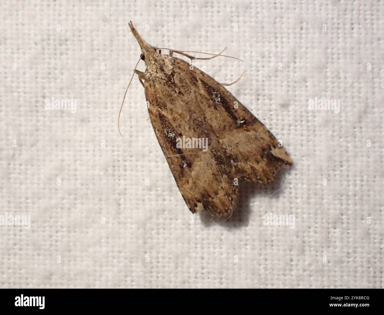 California Cloverworm Moth (Hypena californica Stock Photo - Alamy