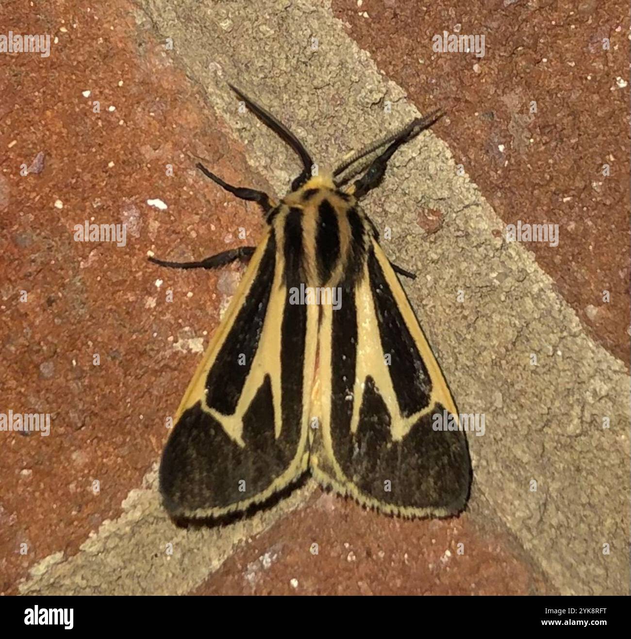 Harnessed moth hi-res stock photography and images - Alamy