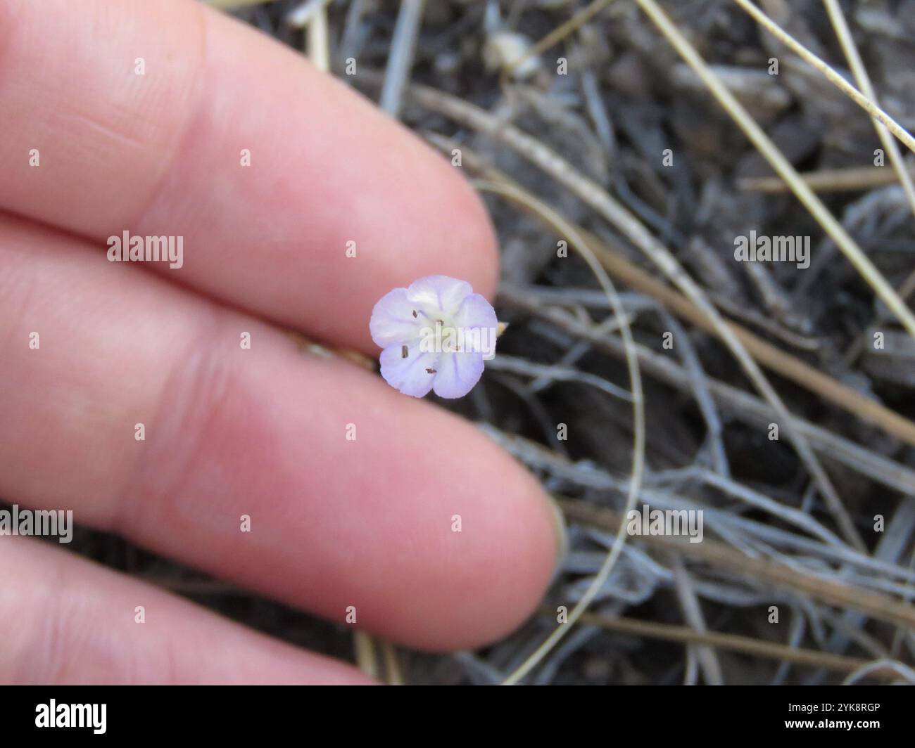 Linearleaf Phacelia (Phacelia linearis Stock Photo - Alamy
