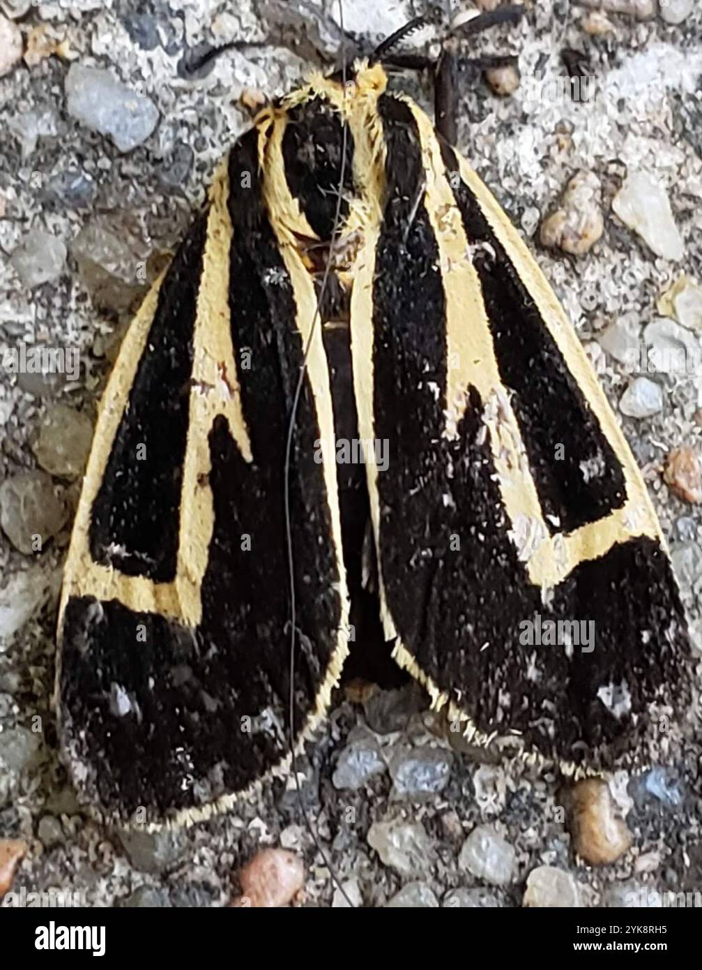 Banded tiger moth hi-res stock photography and images - Alamy