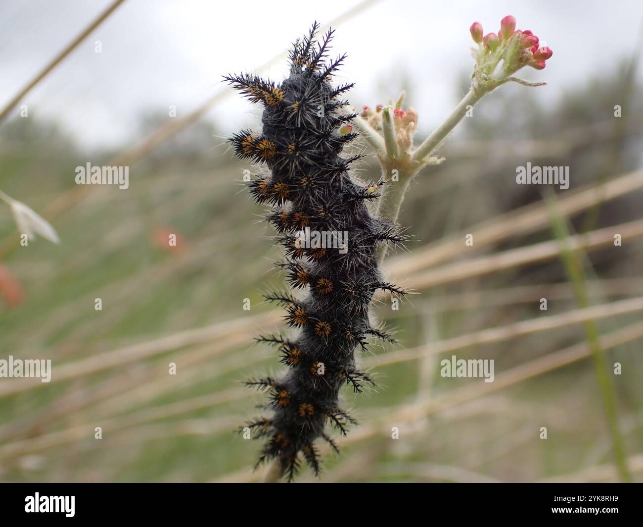 Western Sheep Moth (Hemileuca eglanterina Stock Photo - Alamy