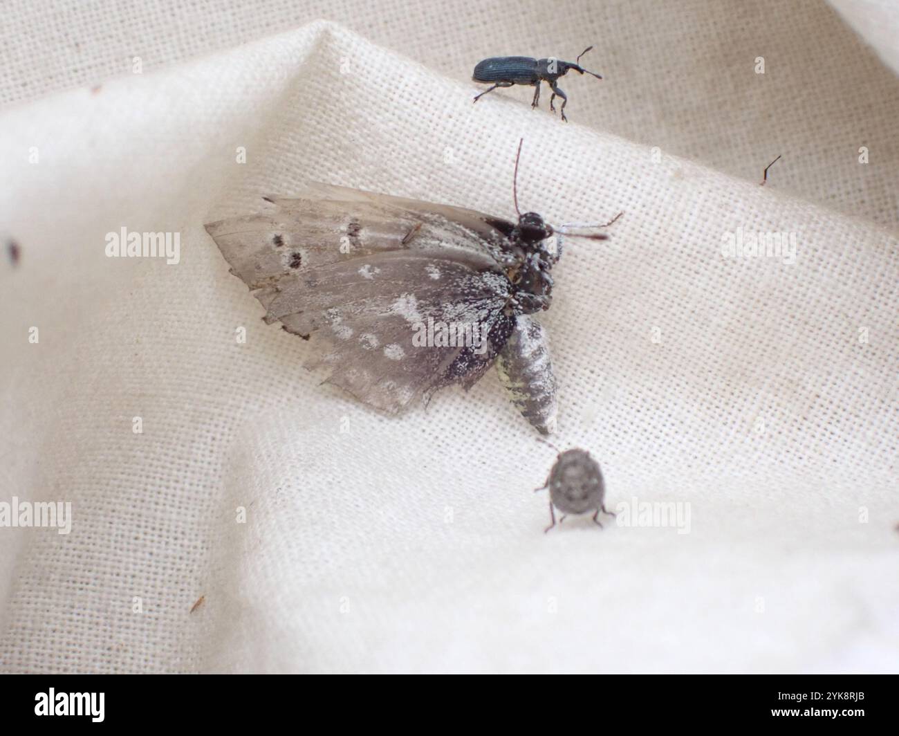 Gossamer-winged Butterflies (Lycaenidae Stock Photo - Alamy