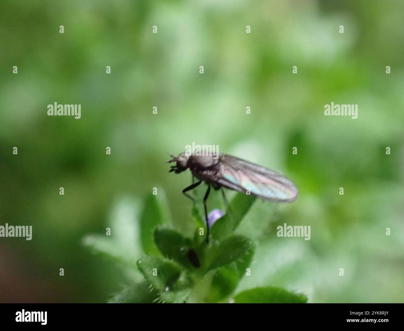 Dance Flies, Long-legged Flies, and Allies (Empidoidea Stock Photo - Alamy