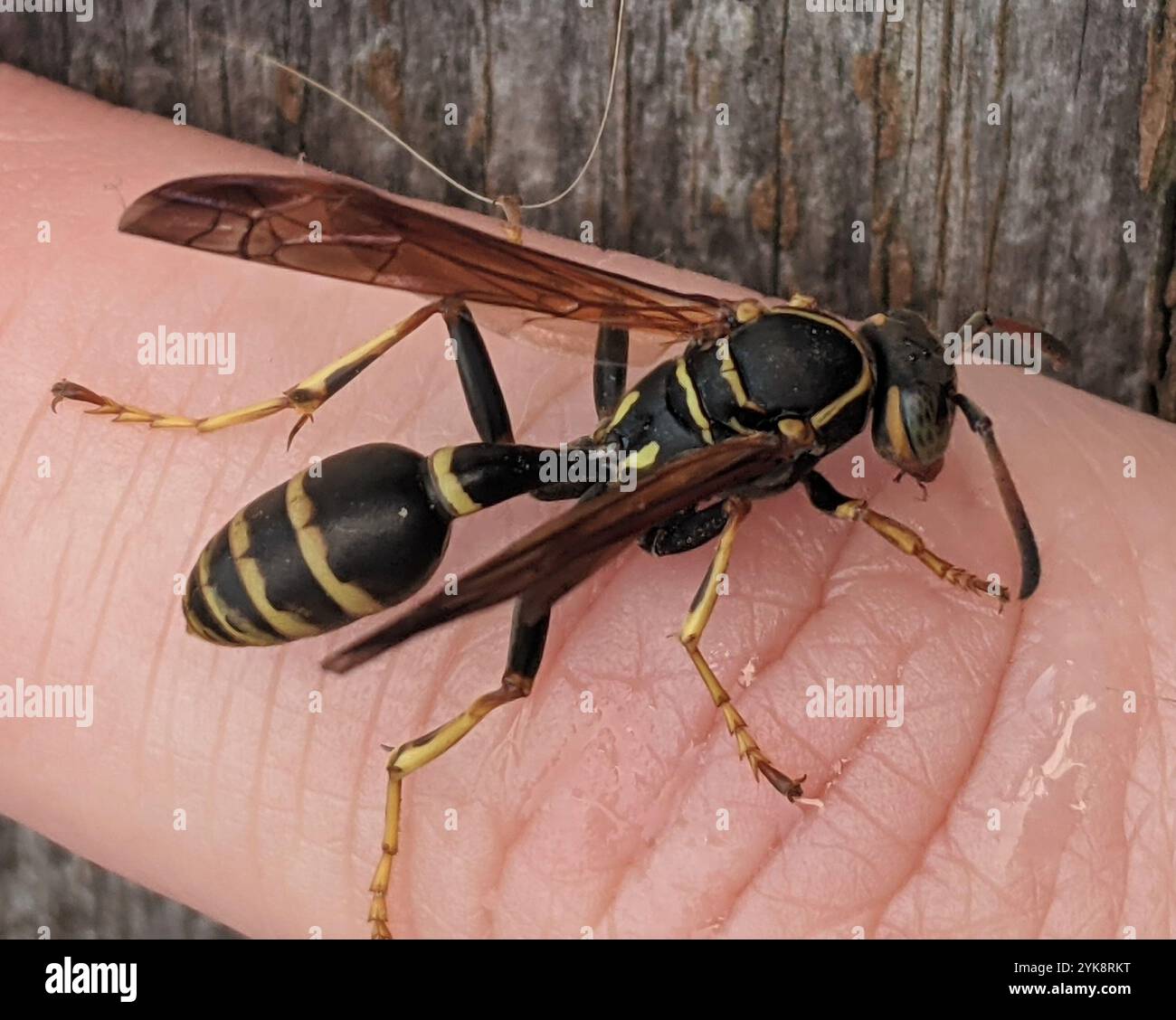 Western Paper Wasp (Mischocyttarus flavitarsis Stock Photo - Alamy