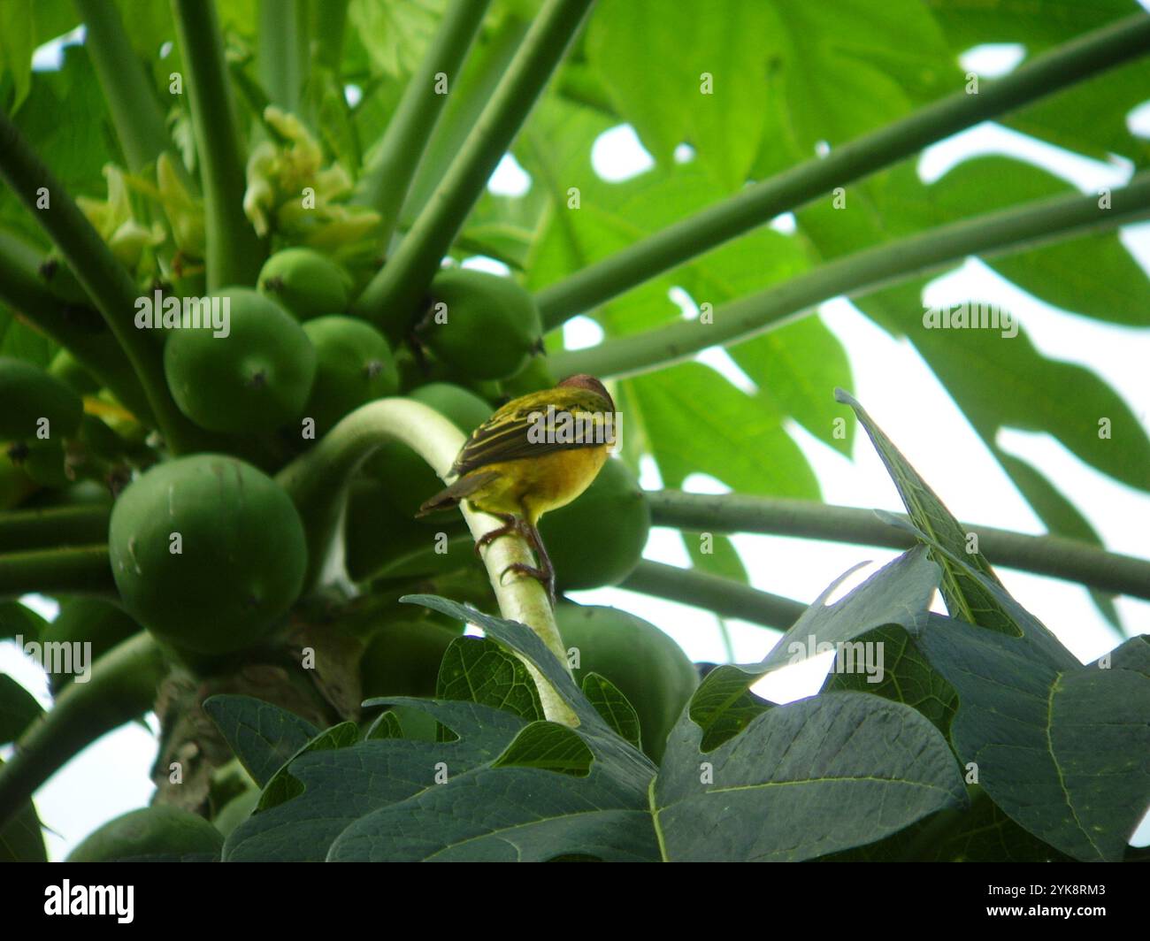 Giant Weaver (Ploceus grandis Stock Photo - Alamy