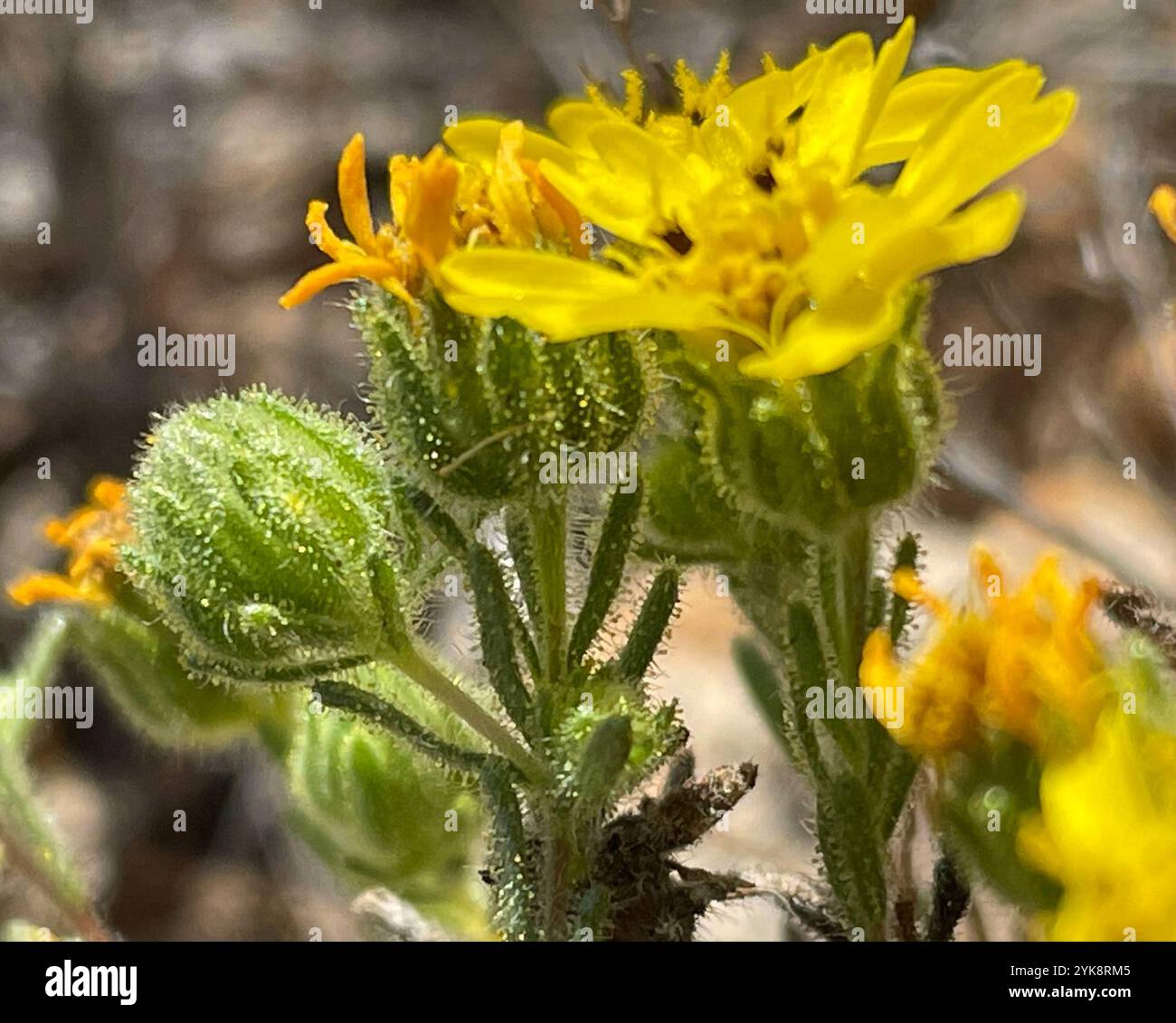 Coastal Tarweed (Deinandra corymbosa Stock Photo - Alamy