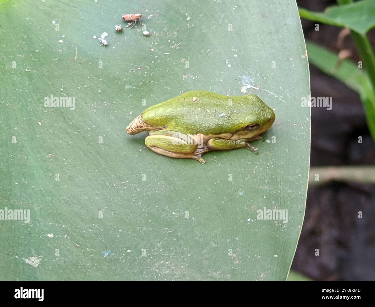 Green Treefrog (Hyla cinerea Stock Photo - Alamy