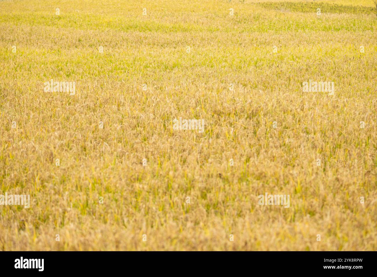Rice (paddy) field in Paro, Bhutan Stock Photo - Alamy