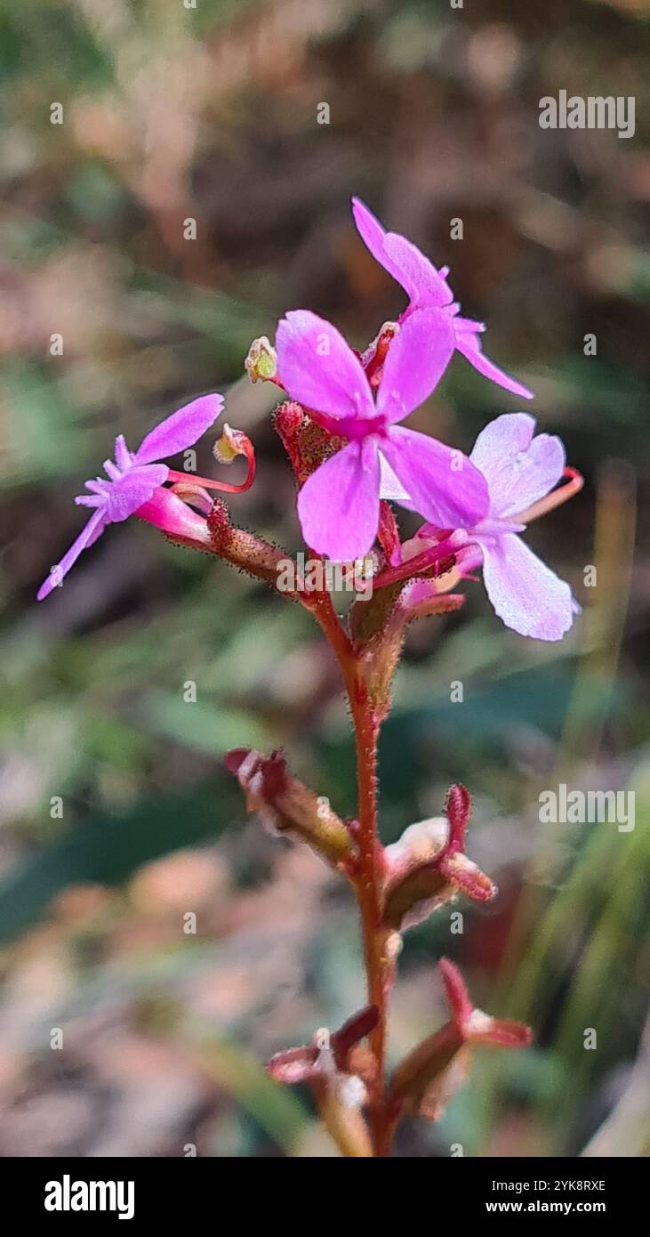 Thrift-leaved Triggerplant (Stylidium armeria Stock Photo - Alamy