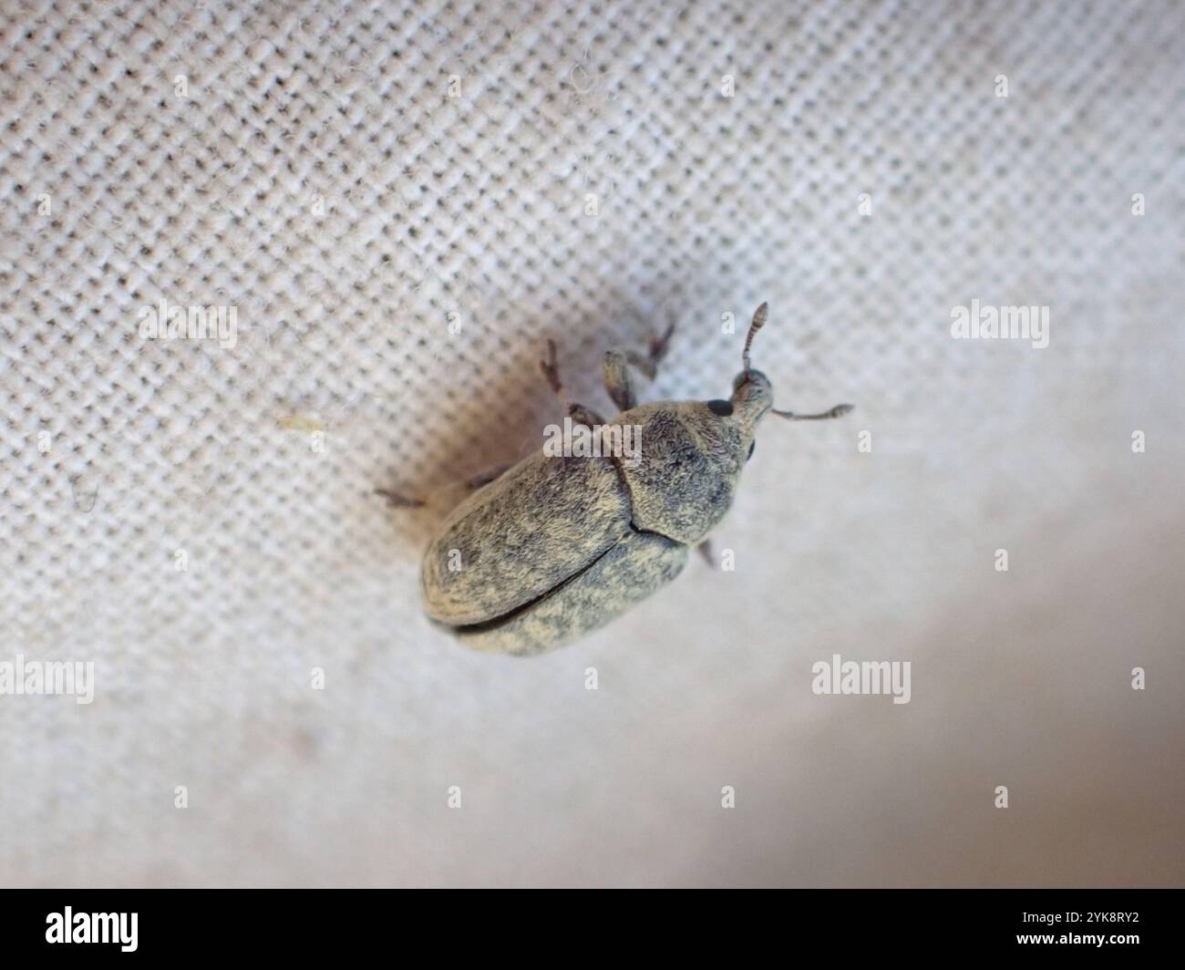 Lesser Knapweed Flower Weevil (Larinus minutus Stock Photo - Alamy