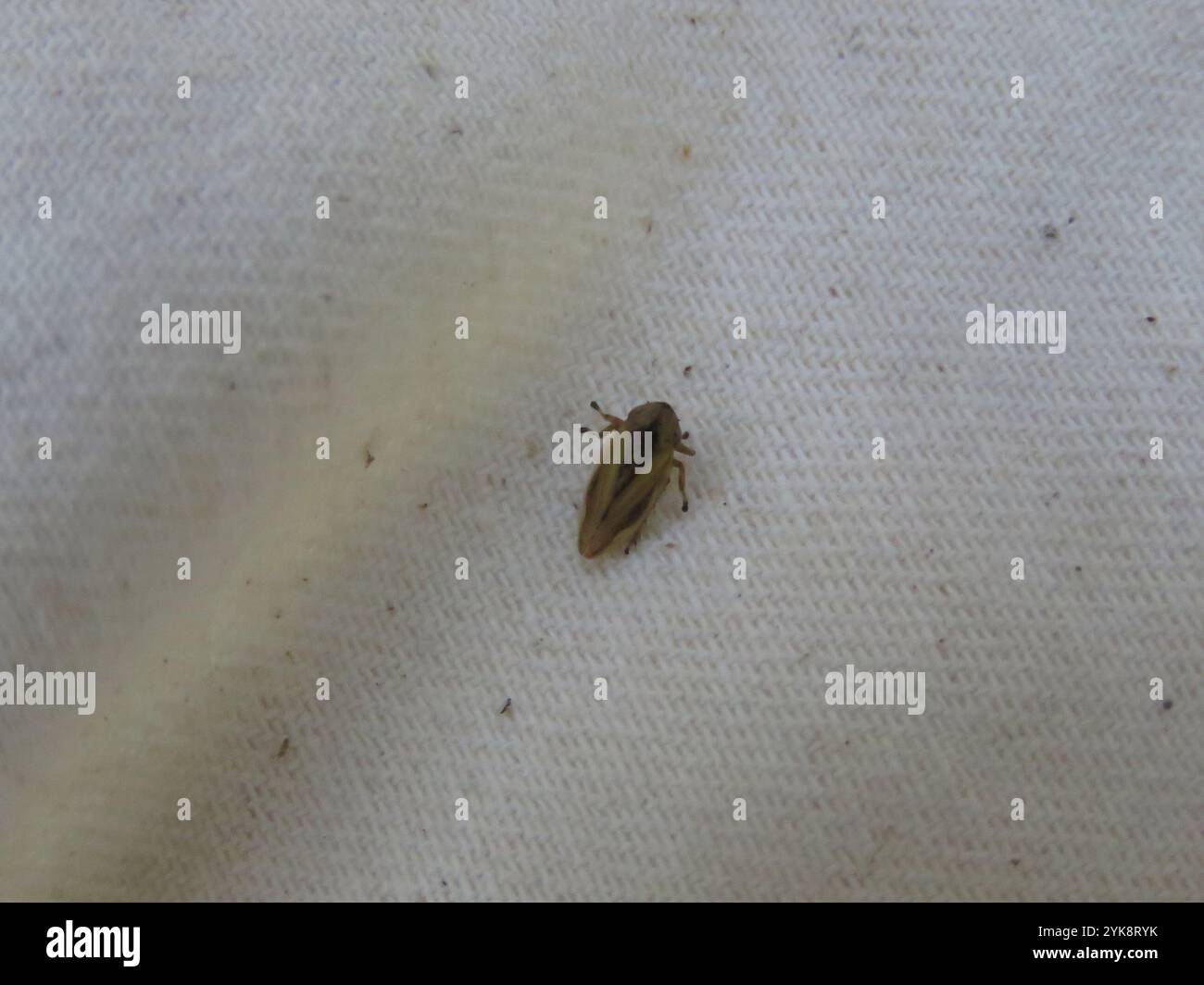 Meadow Spittlebug (Philaenus spumarius Stock Photo - Alamy