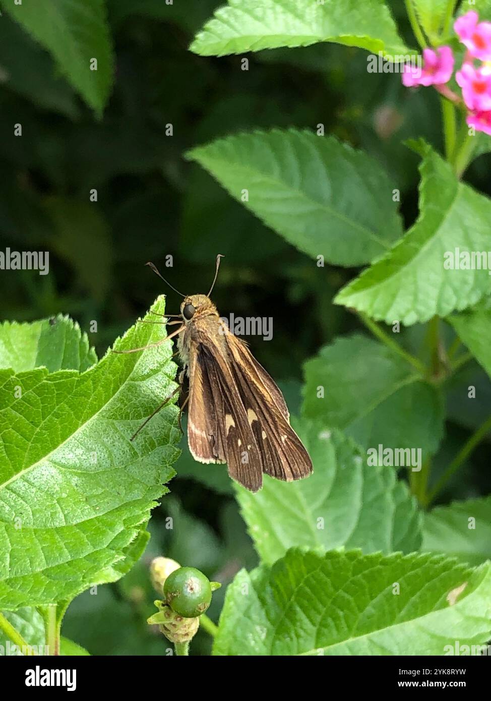 Panoquina hi-res stock photography and images - Alamy