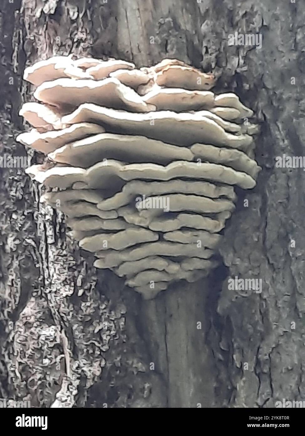 Northern Tooth (Climacodon septentrionalis Stock Photo - Alamy
