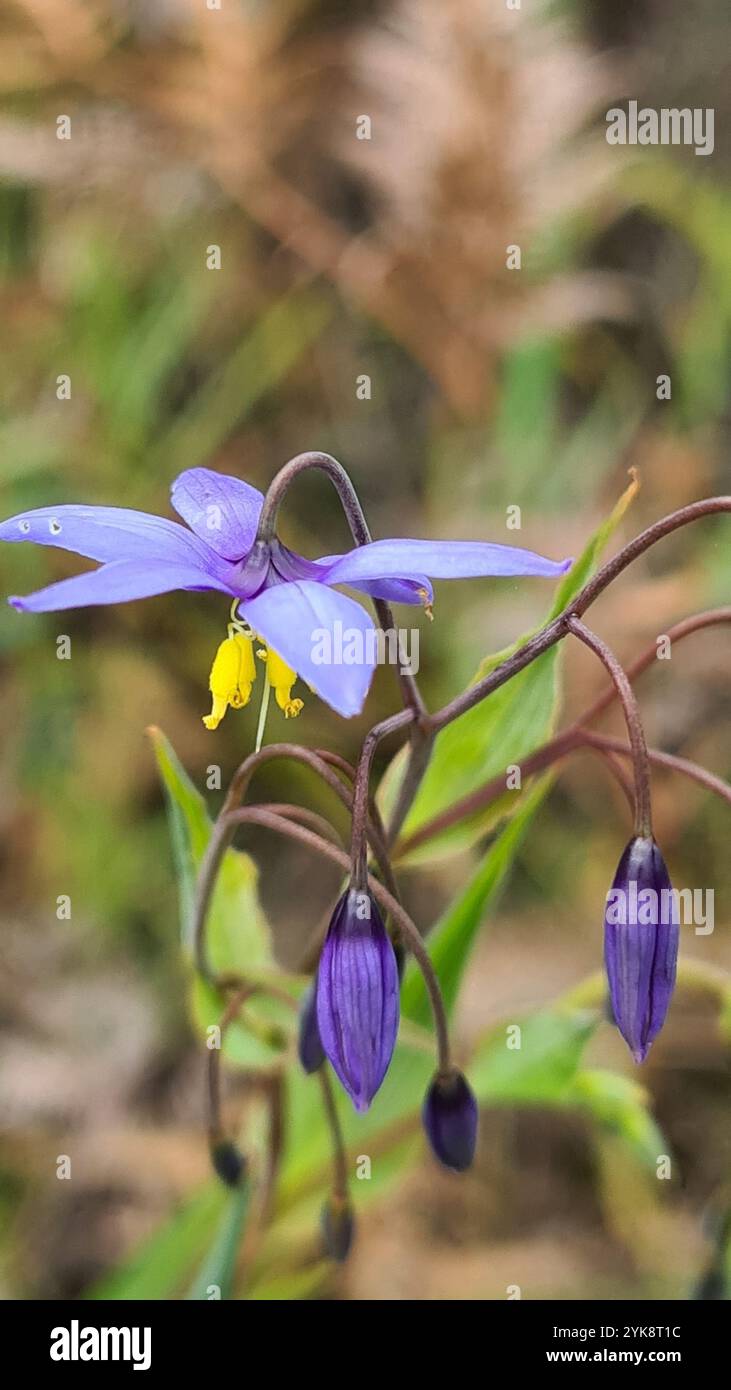 nodding blue lily (Stypandra glauca Stock Photo - Alamy