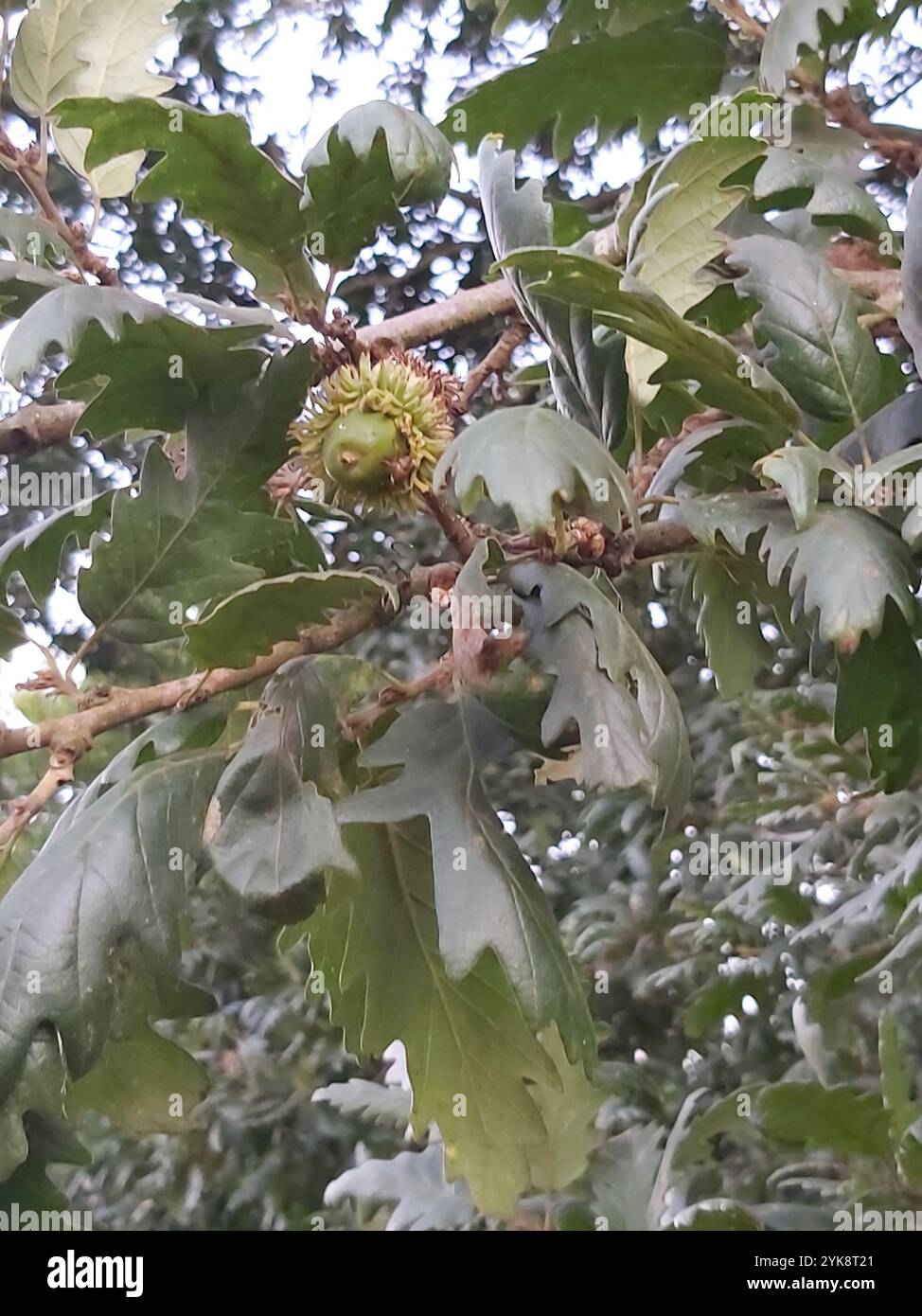 Turkey Oak (Quercus cerris Stock Photo - Alamy