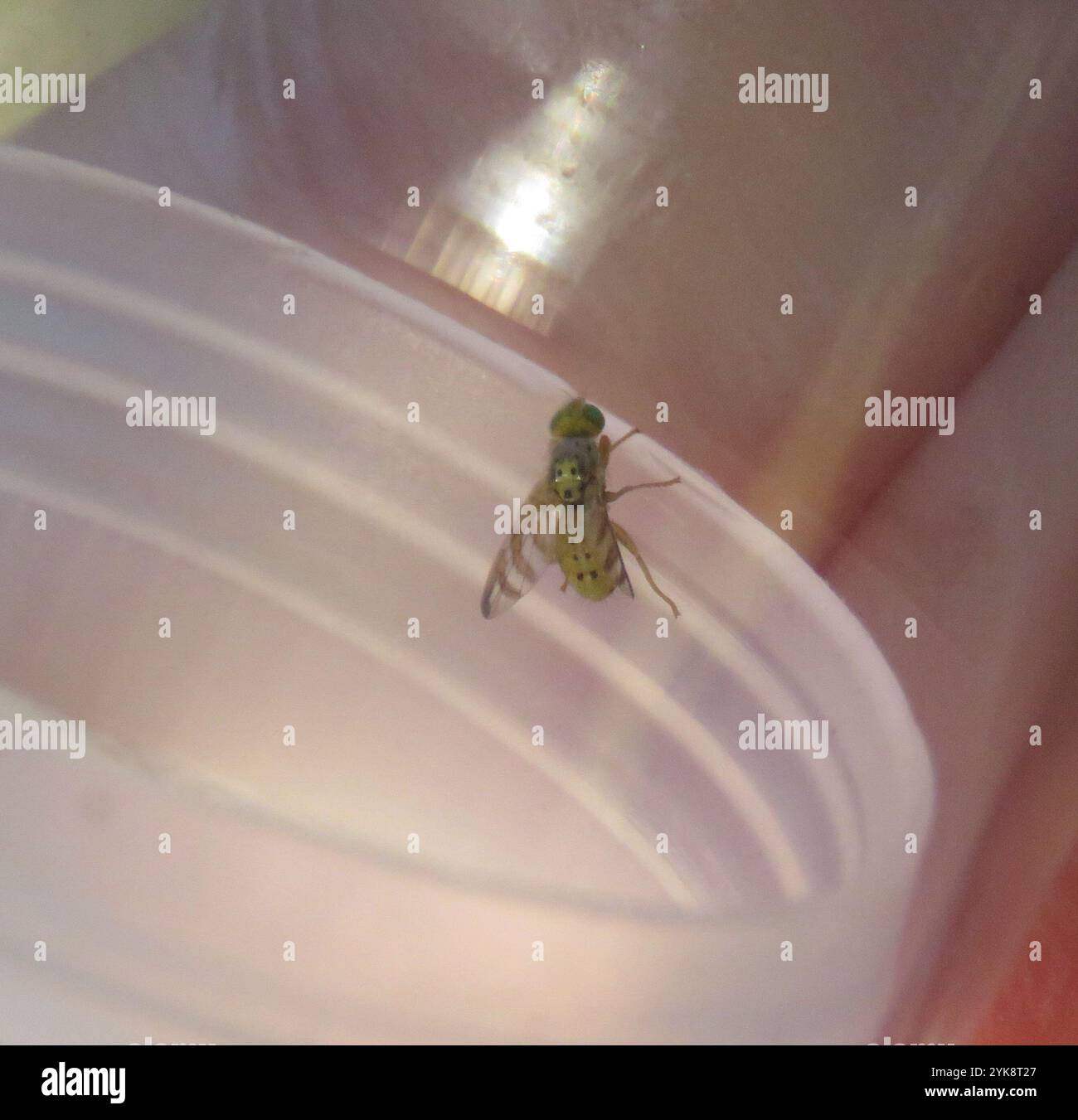 Fruit Flies (Tephritidae Stock Photo - Alamy