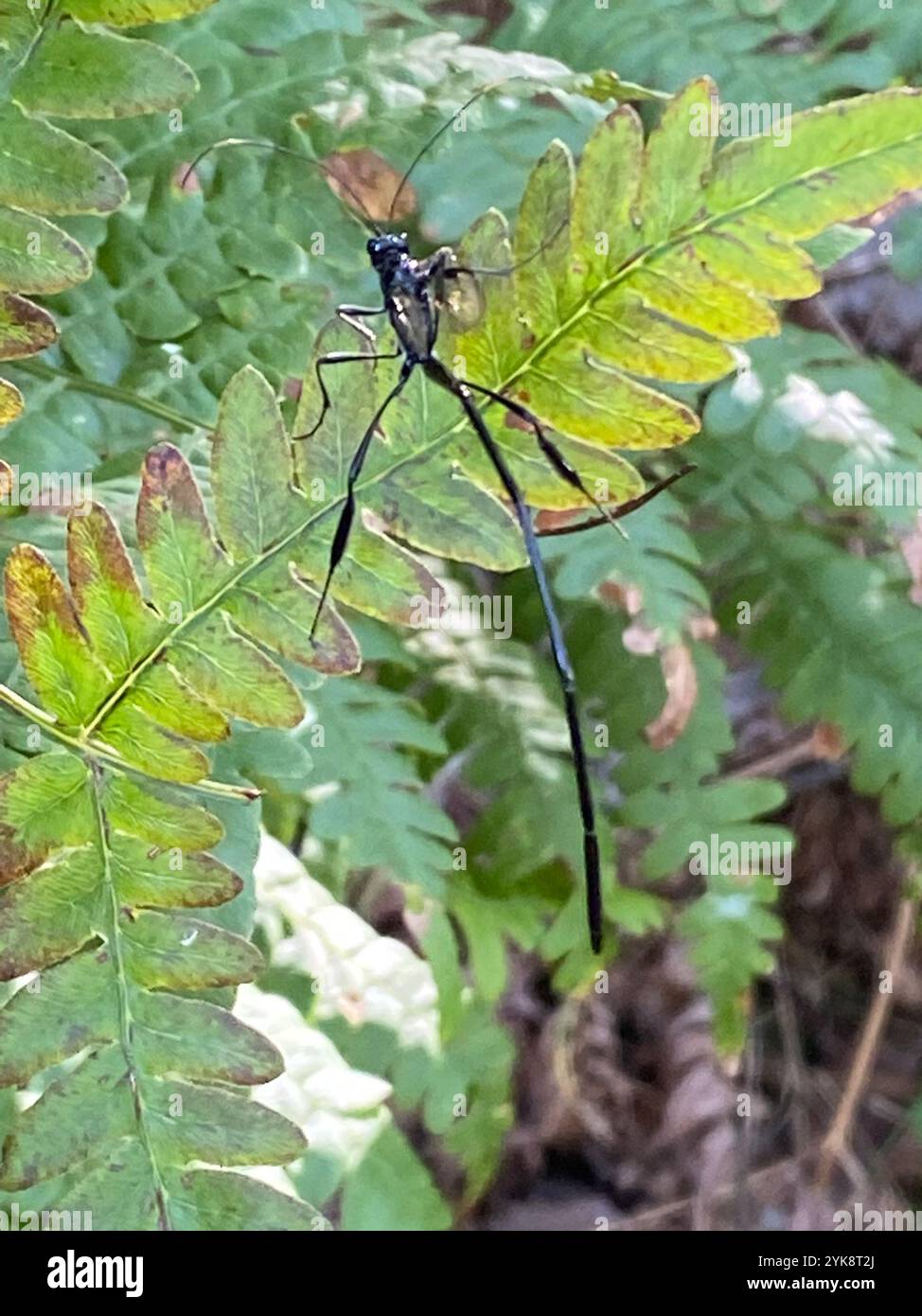 American Pelecinid Wasp (Pelecinus polyturator Stock Photo - Alamy