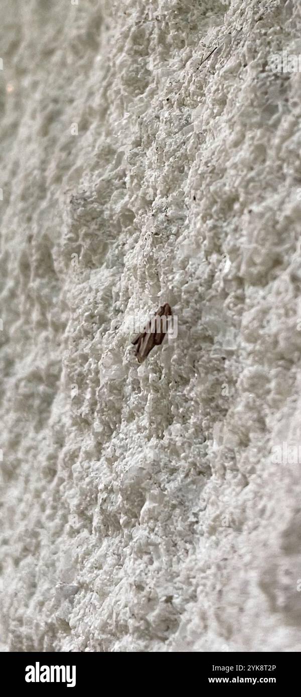 Common Bagworm Moth (Psyche casta Stock Photo - Alamy