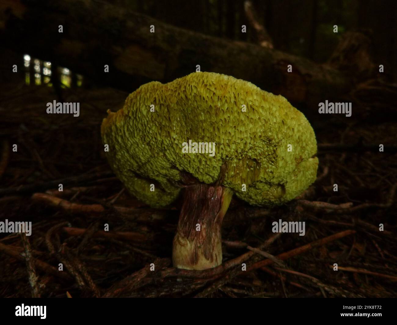 Red-cracking Bolete (Xerocomellus chrysenteron Stock Photo - Alamy