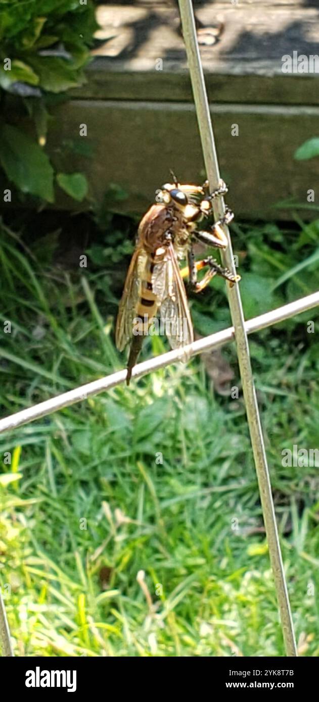 Red-footed Cannibal Fly (Promachus rufipes Stock Photo - Alamy