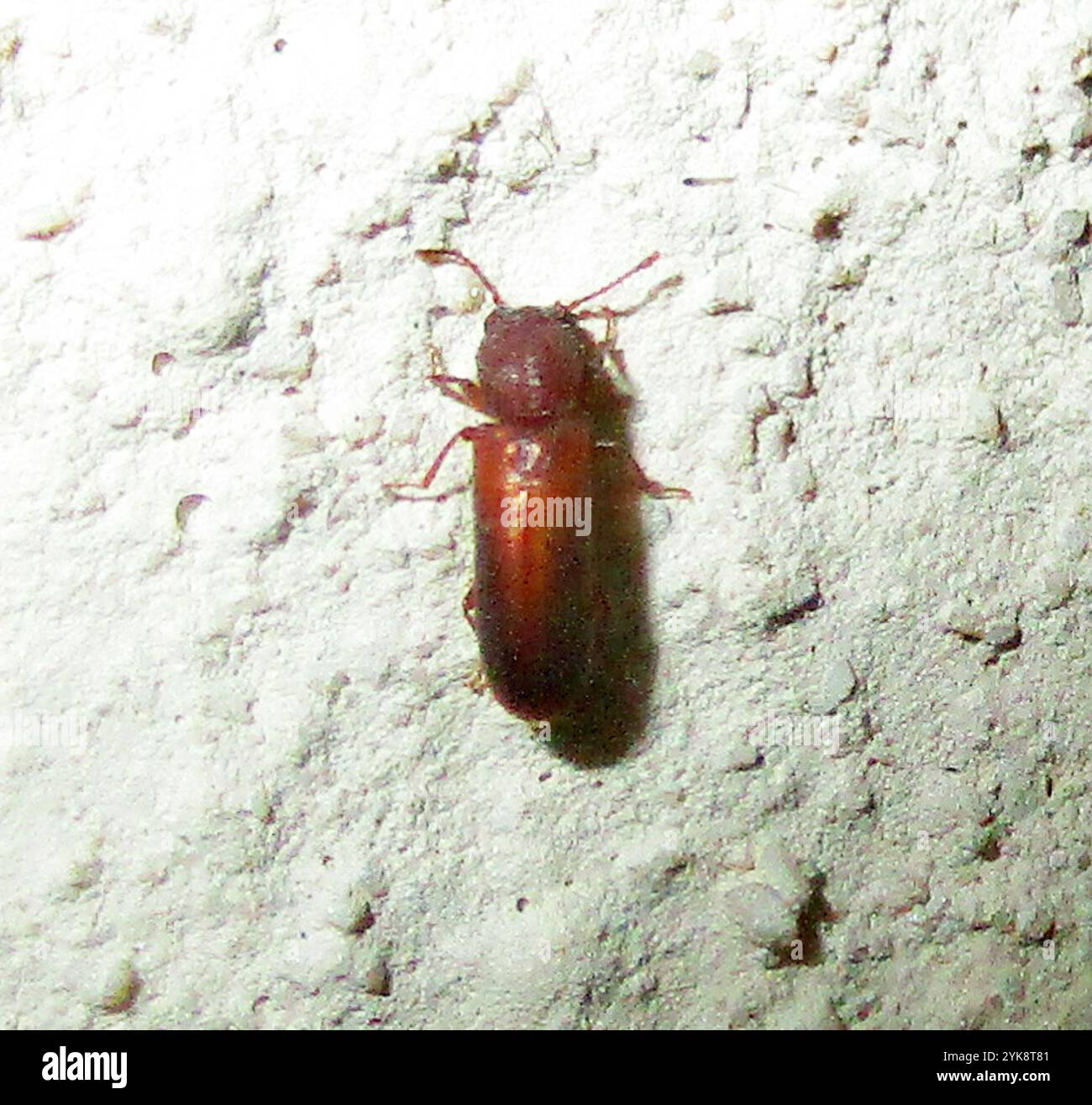 Powder-post Beetles (Lyctinae Stock Photo - Alamy