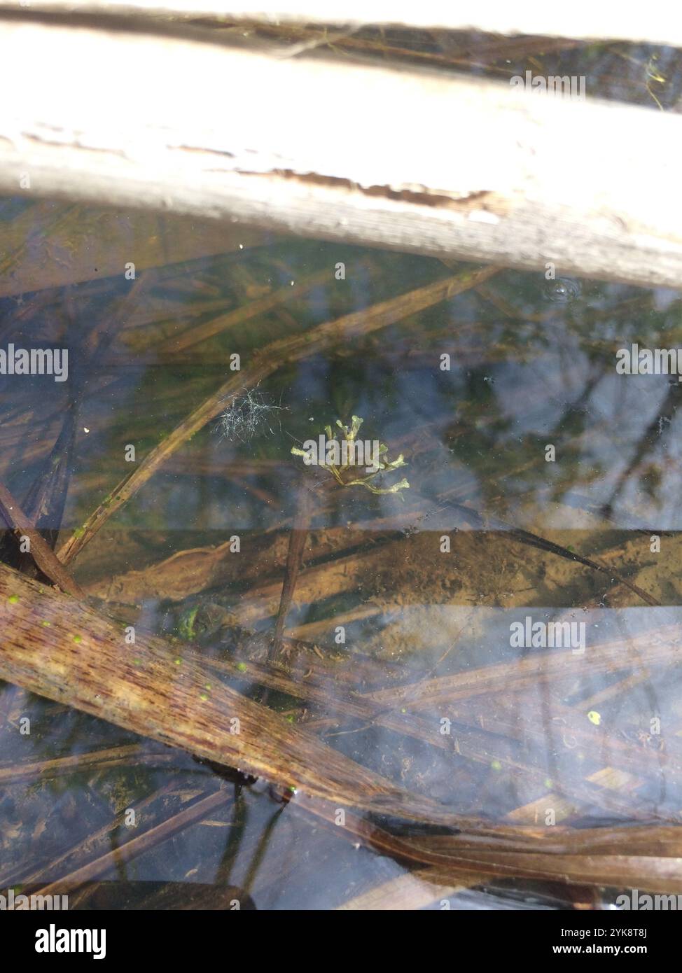 Riccia fluitans hi-res stock photography and images - Alamy