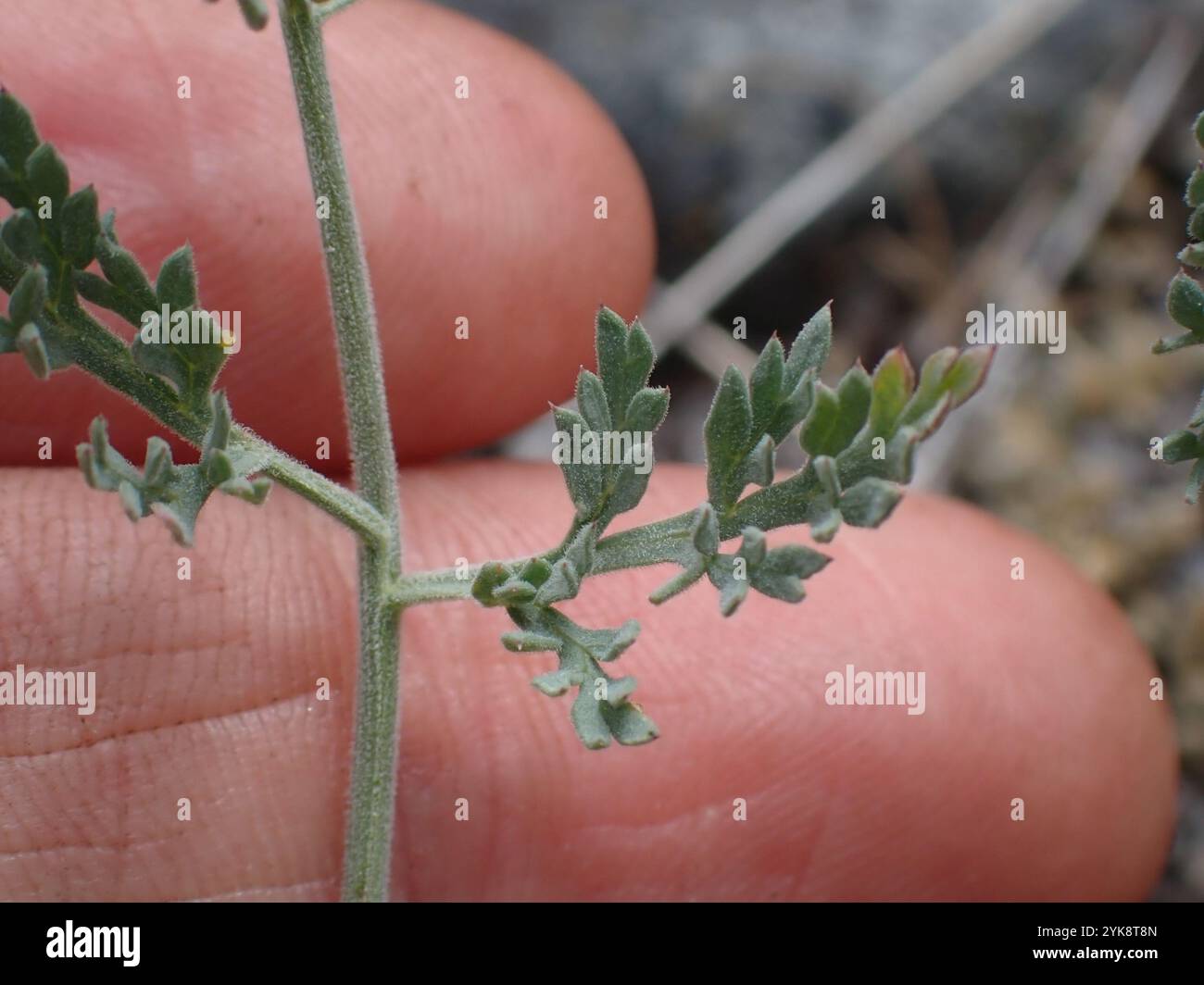 Bigseed hi-res stock photography and images - Alamy