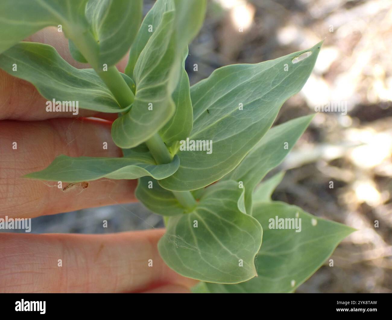 Balkan toadflax (Linaria dalmatica Stock Photo - Alamy