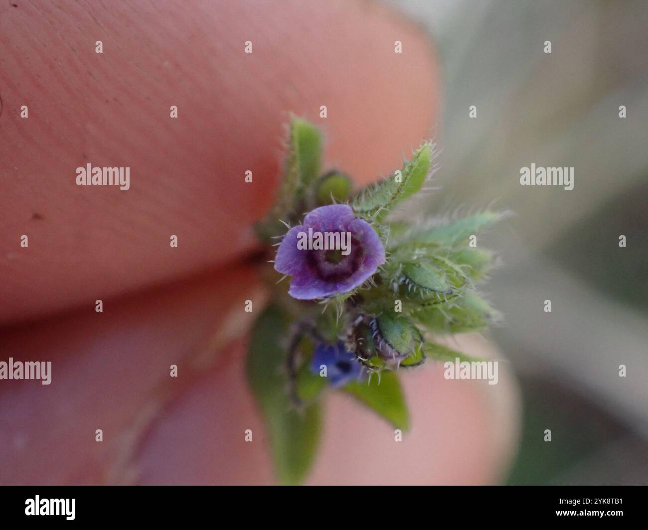 Asperugo procumbens hi-res stock photography and images - Alamy