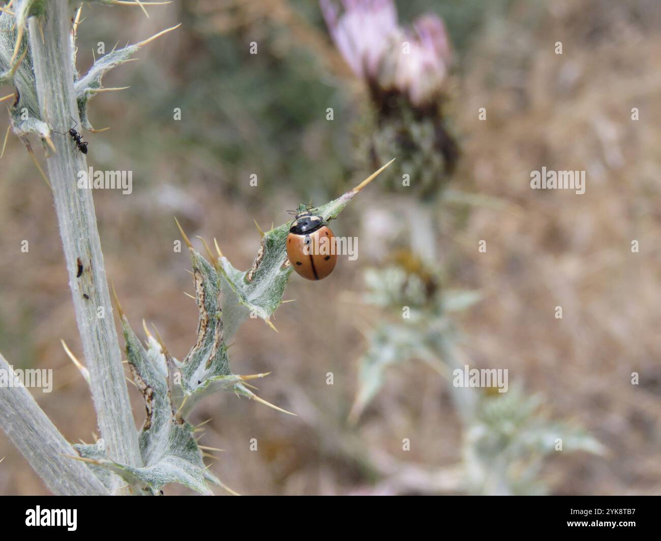 Nine-spotted Lady Beetle (Coccinella novemnotata Stock Photo - Alamy