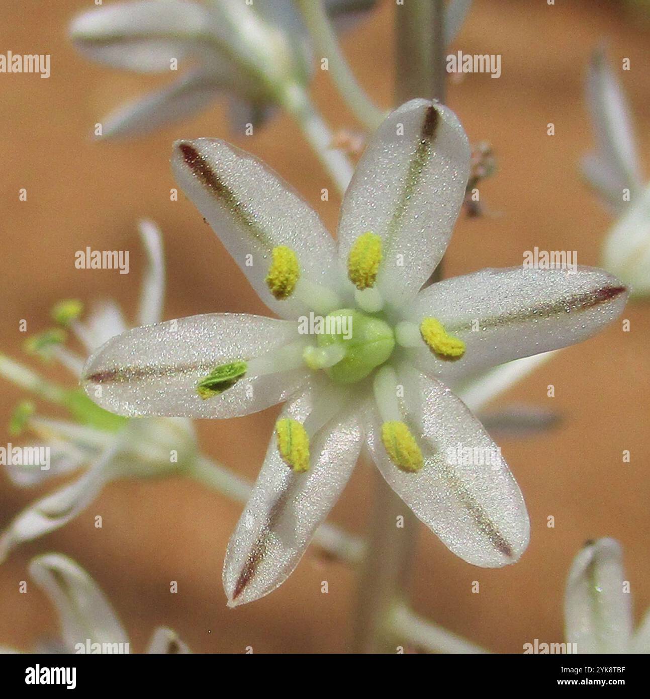 Red Squill (Drimia sanguinea Stock Photo - Alamy