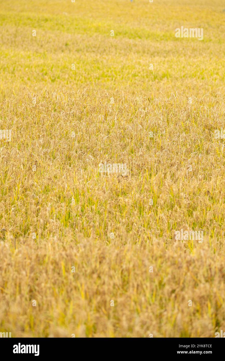 Aerial open rice paddy field hi-res stock photography and images - Alamy
