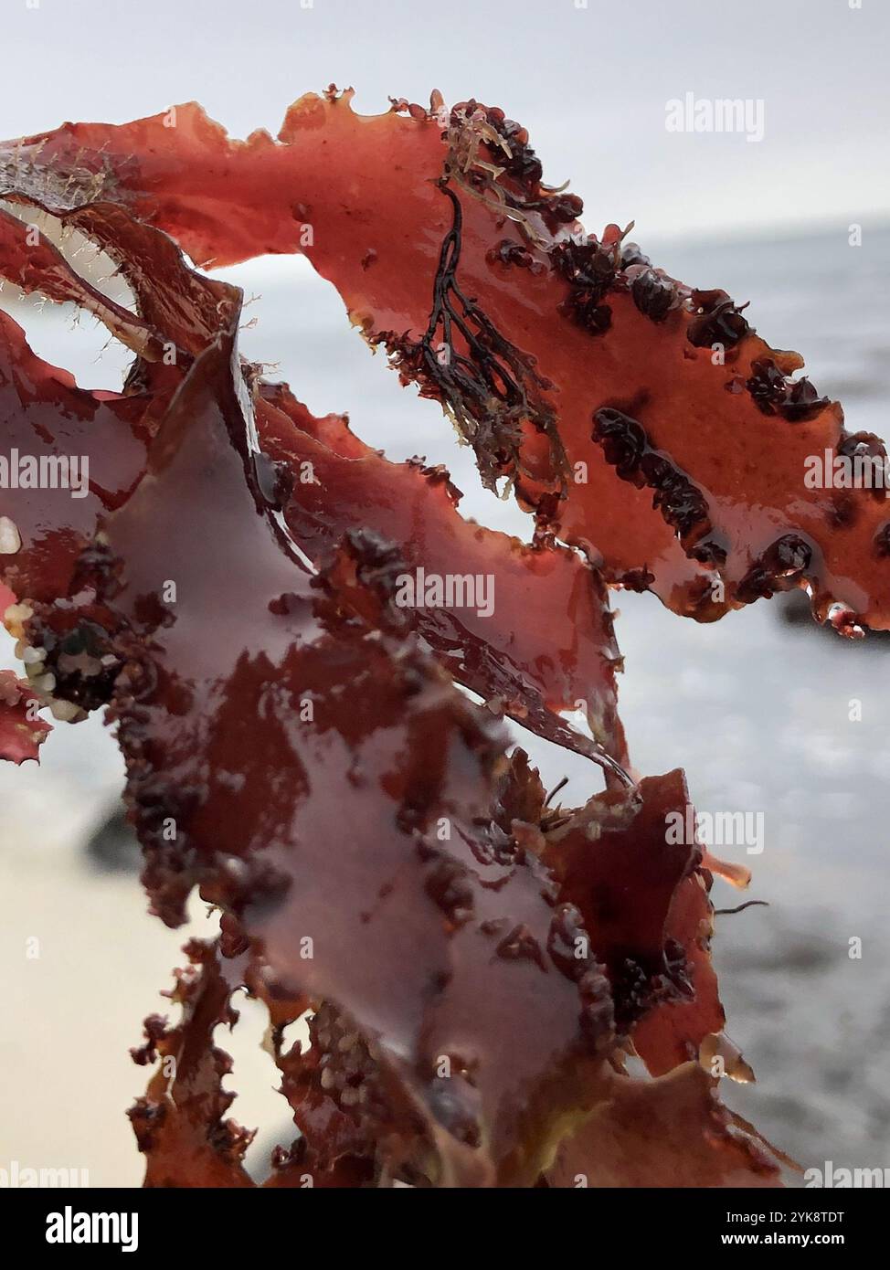 Grape Tongue (Cryptopleura ruprechtiana Stock Photo - Alamy