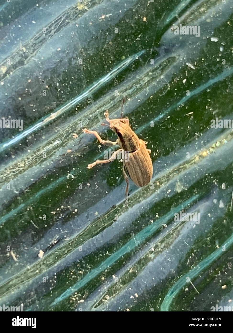 Sitona lineatus hi-res stock photography and images - Alamy
