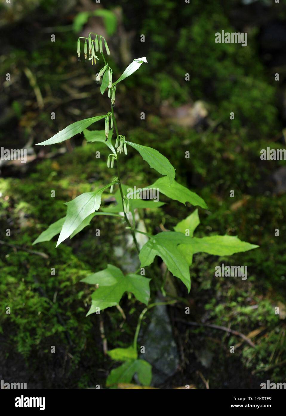tall rattlesnake root (Nabalus altissimus Stock Photo - Alamy