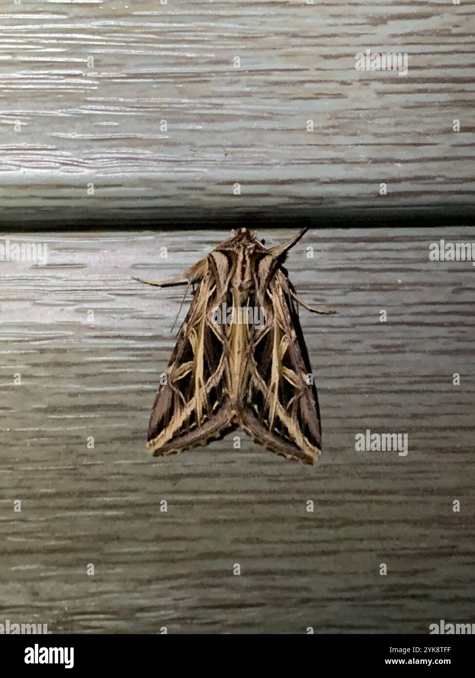 Girdler Moth (Dargida procinctus Stock Photo - Alamy
