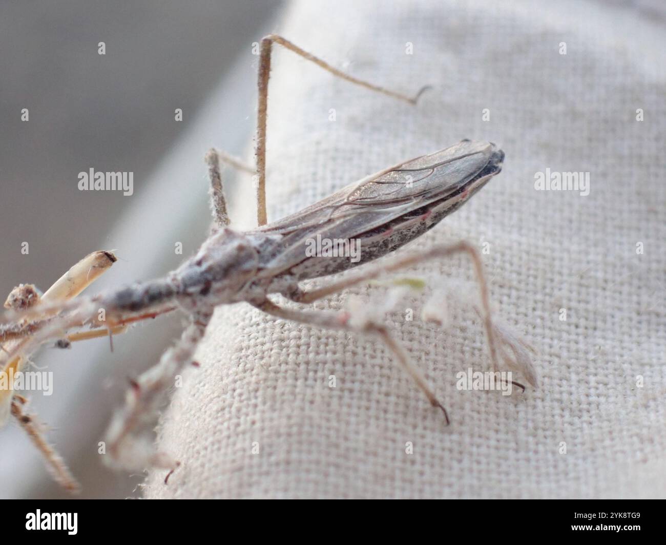 Four-spurred Assassin Bug (Zelus tetracanthus Stock Photo - Alamy
