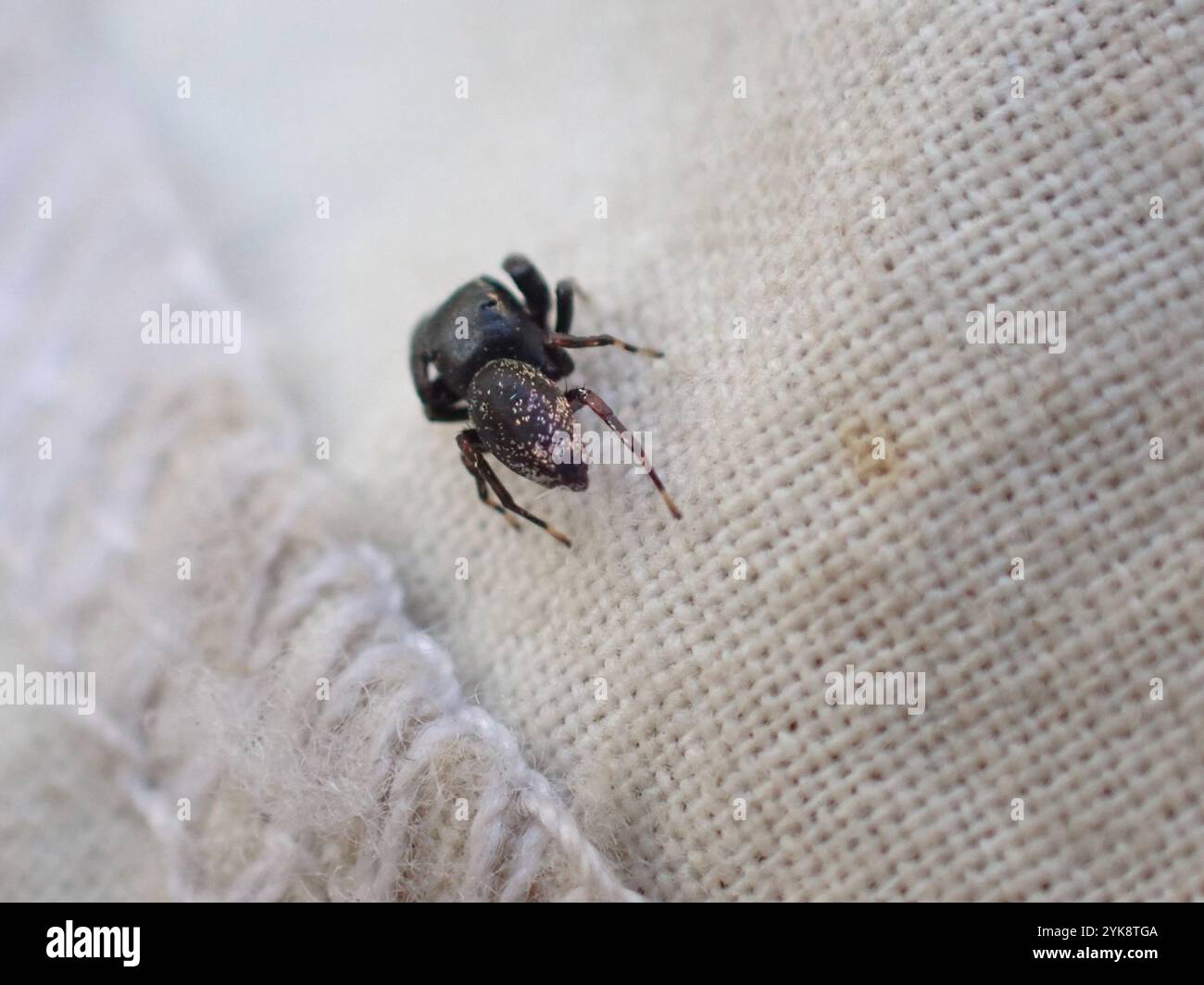 Leaf-beetle Jumping Spiders (Sassacus Stock Photo - Alamy